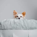 cutout.pro Review: How Does This Photo Cutout Technology Perform?