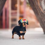 cutout.pro Review: How Does This Photo Cutout Technology Perform?