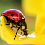 10 Best Macro Cameras (Top Picks in 2024)