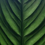 Fill the Frame: A Simple Way to Improve Your Photographic Compositions