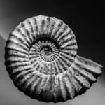 The Golden Ratio in Photography: A Comprehensive Guide