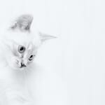 High Contrast Lighting in Photography: The Ultimate Guide