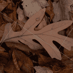 Triangles in Photography: Quickly Improve Your Compositions