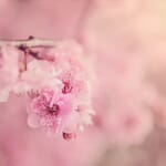 Spring Photoshoot Ideas (15 Creative Tips to Get You Inspired)