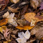 Aperture Priority Mode in Photography: A Complete Guide