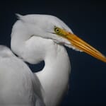 Aperture Priority Mode in Photography: A Complete Guide