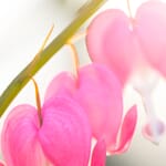 Aperture Priority Mode in Photography: A Complete Guide