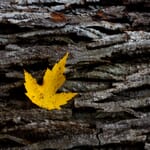 Understanding Camera Focus Points: A Comprehensive Guide