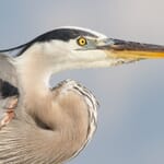 Understanding Camera Focus Points: A Comprehensive Guide