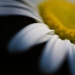 The 4 Best Camera Settings for Indoor Photography