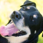 Complete Guide to Capturing Stunning Bokeh in Your Photos