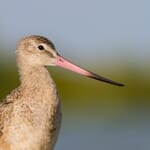 Complete Guide to Capturing Stunning Bokeh in Your Photos