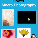 Flower Macro Photography: Tips for Amazing Flower Photos