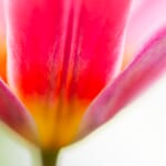 Flower Macro Photography: Tips for Amazing Flower Photos