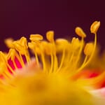 Flower Macro Photography: Tips for Amazing Flower Photos