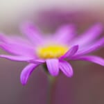 Flower Macro Photography: Tips for Amazing Flower Photos