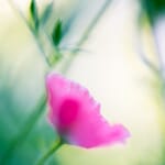 Flower Macro Photography: Tips for Amazing Flower Photos