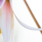 Flower Macro Photography: Tips for Amazing Flower Photos