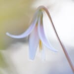 Focus Bracketing and Focus Stacking for Maximum Depth of Field