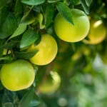 10 Fruit Photography Ideas to Get Your Creative Juices Flowing