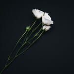 High Key vs Low Key Lighting in Photography: A Complete Guide