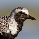 20 Macro Photography Ideas for Stunning Photos