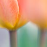 20 Macro Photography Ideas for Stunning Photos