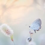 20 Macro Photography Ideas for Stunning Photos