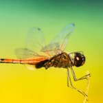 20 Macro Photography Ideas for Stunning Photos