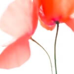 How to Use Lines in Photography: 5 Tips for Stunning Photos