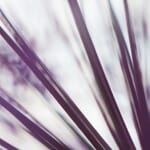 How to Use Lines in Photography: 5 Tips for Stunning Photos