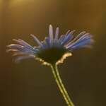 Low Light Photography: The Ultimate Guide to Shooting in Low Light