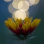 Low Light Photography: The Ultimate Guide to Shooting in Low Light