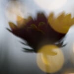 Low Light Photography: The Ultimate Guide to Shooting in Low Light