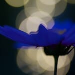 Low Light Photography: The Ultimate Guide to Shooting in Low Light