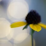 Low Light Photography: The Ultimate Guide to Shooting in Low Light