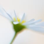 The Best Macro Photography Settings (for Stunning Close-Up Shots)