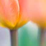 The Best Macro Photography Settings (for Stunning Close-Up Shots)