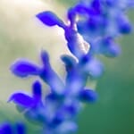 The Best Macro Photography Settings (for Stunning Close-Up Shots)