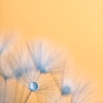 The Best Macro Photography Settings (for Stunning Close-Up Shots)