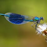 The Best Macro Photography Settings (for Stunning Close-Up Shots)