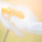 Manual Focus Mode: The Ultimate Guide