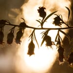 Manual Focus Mode: The Ultimate Guide