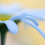 Manual Focus Mode: The Ultimate Guide