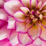 Manual Focus Mode: The Ultimate Guide