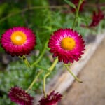 Photography Lessons for Kids (15 Easy Tips to Implement Now)