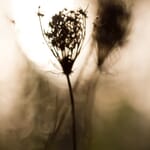 Program Mode in Photography: A Complete Guide