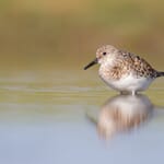 Program Mode in Photography: A Complete Guide