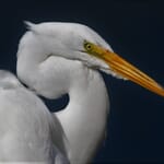 Program Mode in Photography: A Complete Guide