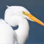 Program Mode in Photography: A Complete Guide